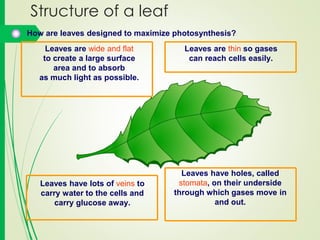 Photosynthesis for plant and carbon cycle | PDF