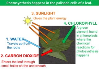 Photosynthesis for plant and carbon cycle | PDF