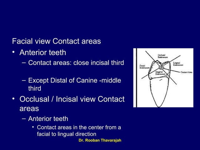 Tooth Morphology - Chapter 1; Part 4 | PPT