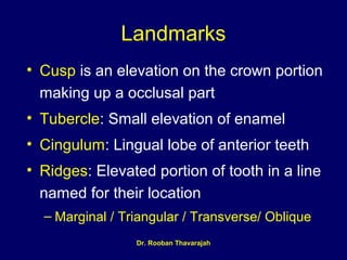Tooth Morphology - Chapter 1; Part 4 | PPT