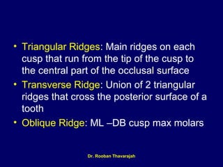 Tooth Morphology - Chapter 1; Part 4 | PPT