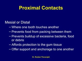 Tooth Morphology - Chapter 1; Part 4 | PPT