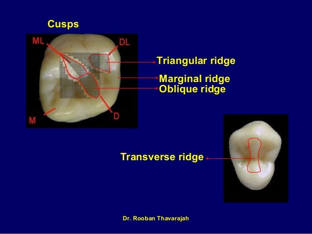 Tooth Morphology - Chapter 1; Part 4