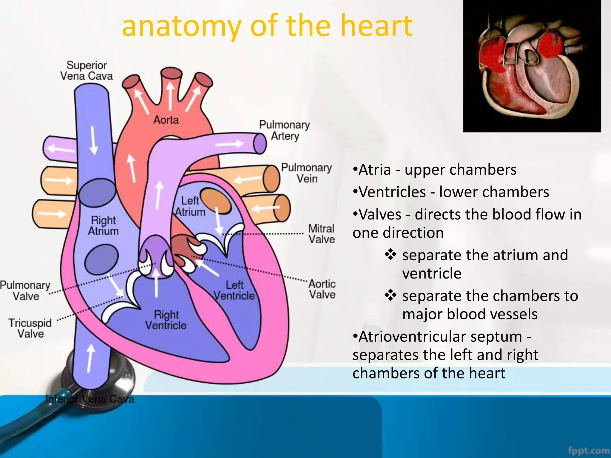 Chapter 1 cardiovascular system | PPTX
