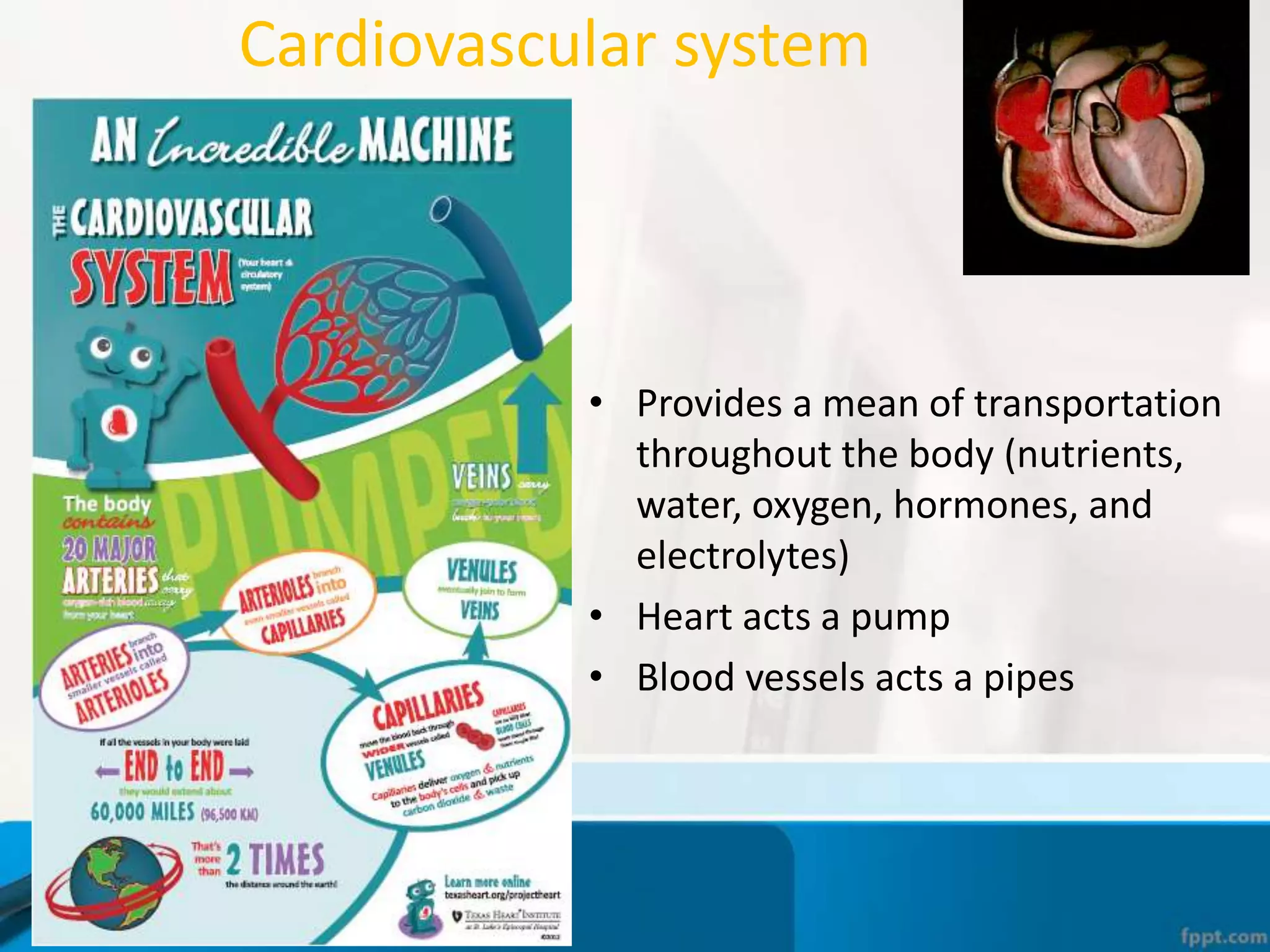 Chapter 1 cardiovascular system | PPTX