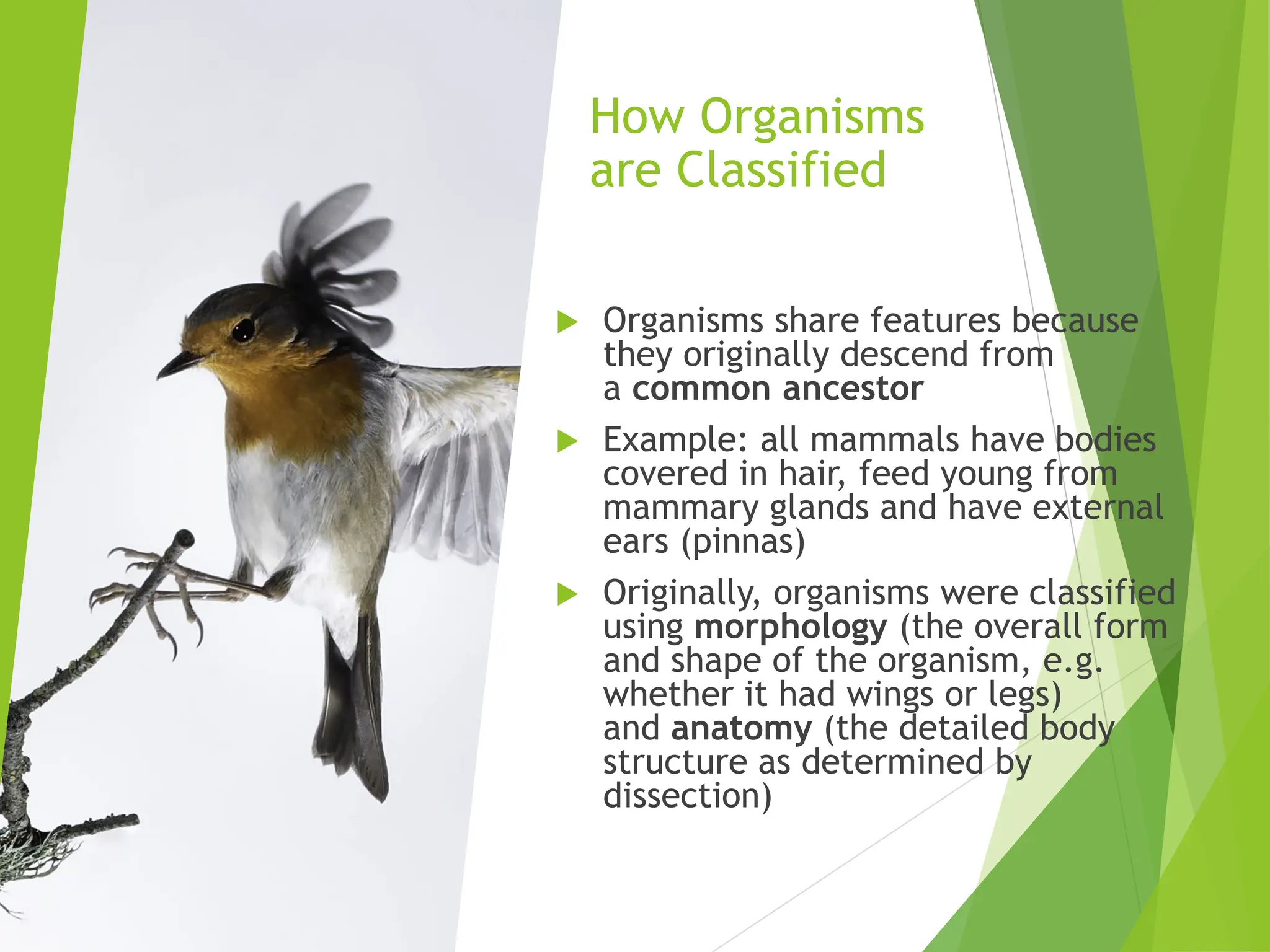 Chapter 1- Characteristics and Classifications of Living Things.pdf