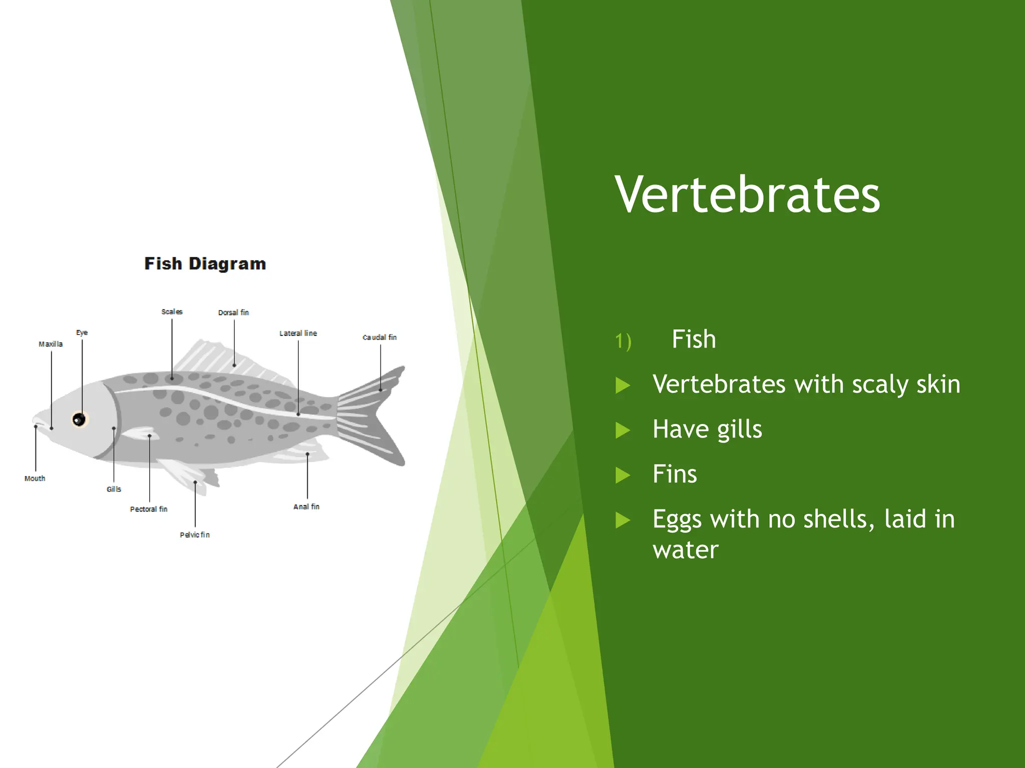 Chapter 1- Characteristics and Classifications of Living Things.pdf