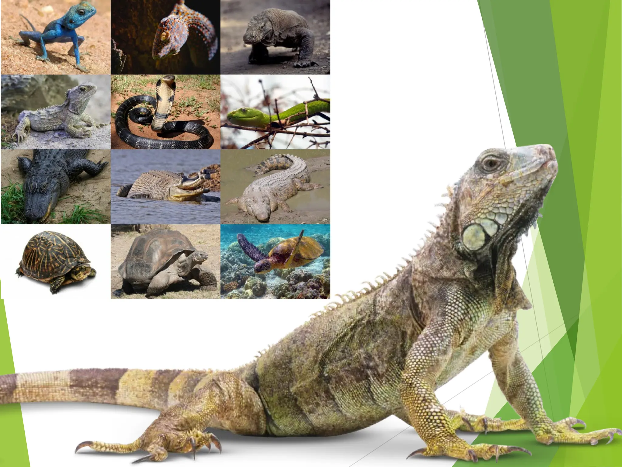 Chapter 1- Characteristics and Classifications of Living Things.pdf