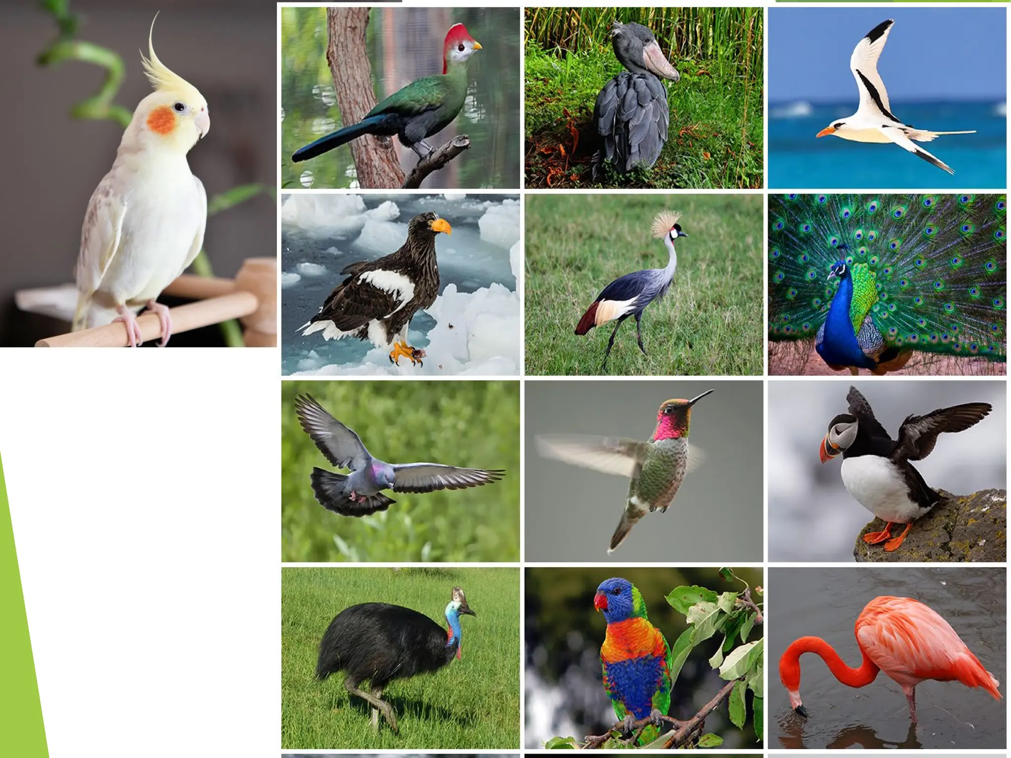 Chapter 1- Characteristics and Classifications of Living Things.pdf