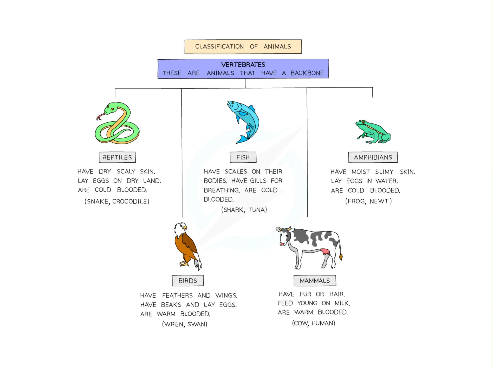 Chapter 1- Characteristics and Classifications of Living Things.pdf