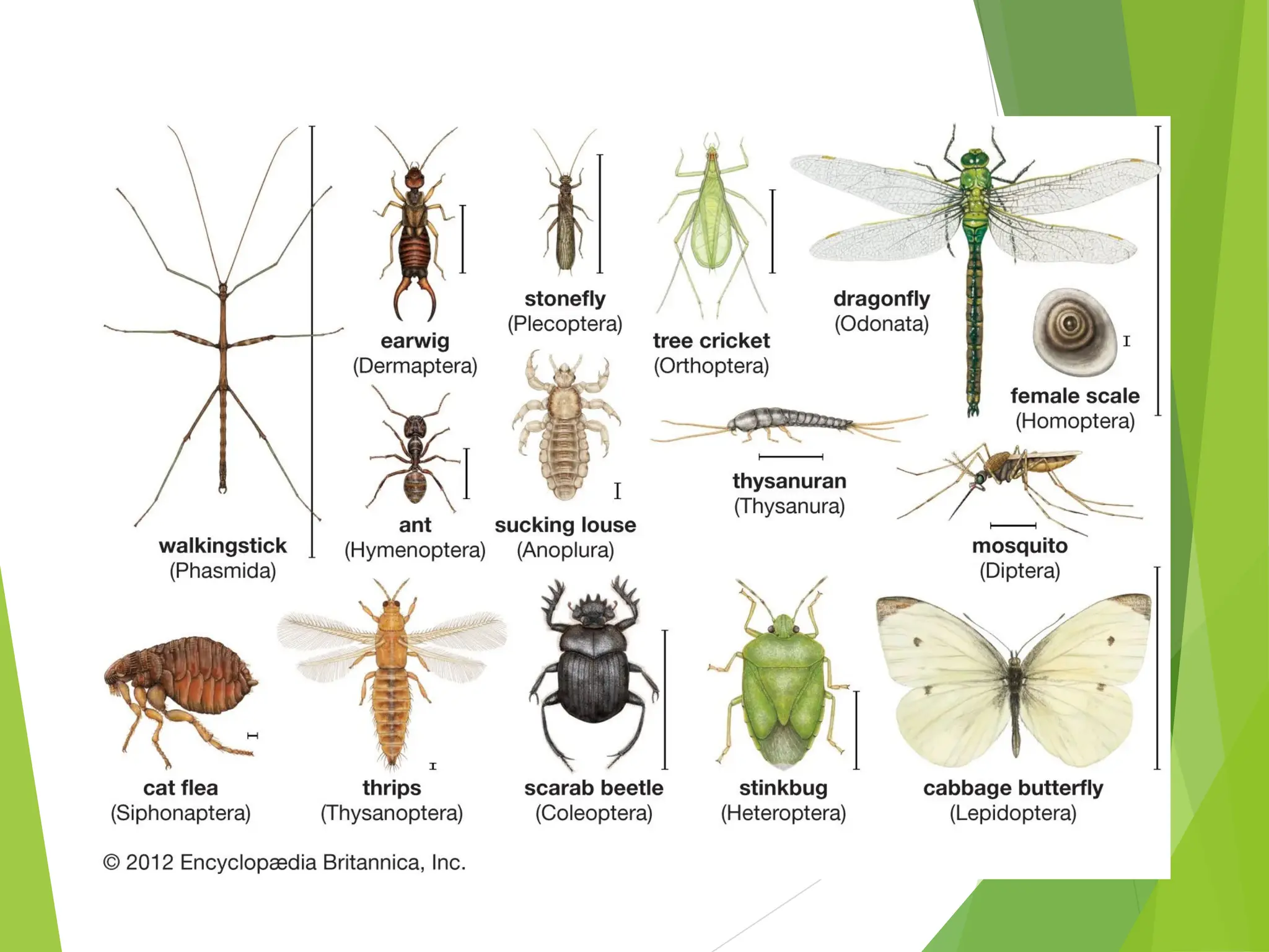 Chapter 1- Characteristics and Classifications of Living Things.pdf