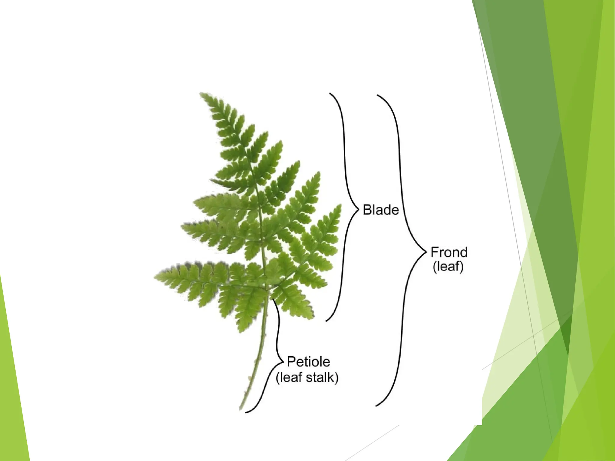 Chapter 1- Characteristics and Classifications of Living Things.pdf