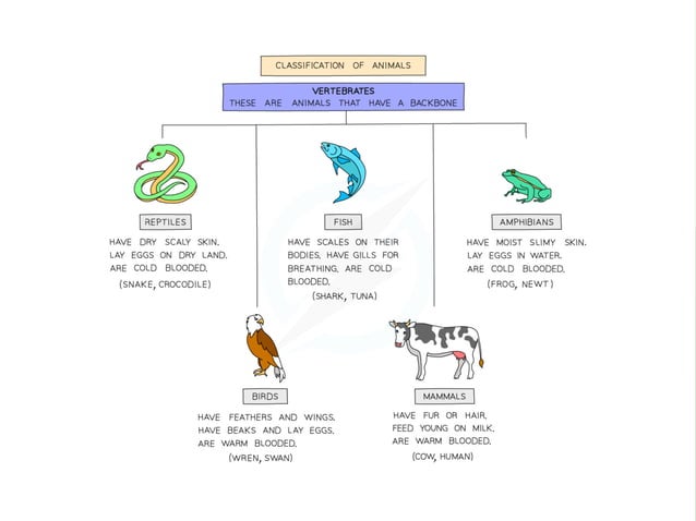 Chapter 1- Characteristics and Classifications of Living Things.pdf