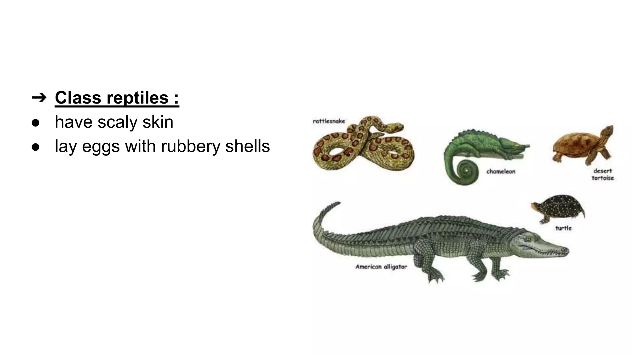classification grade 9 chapter 3 | PPTX