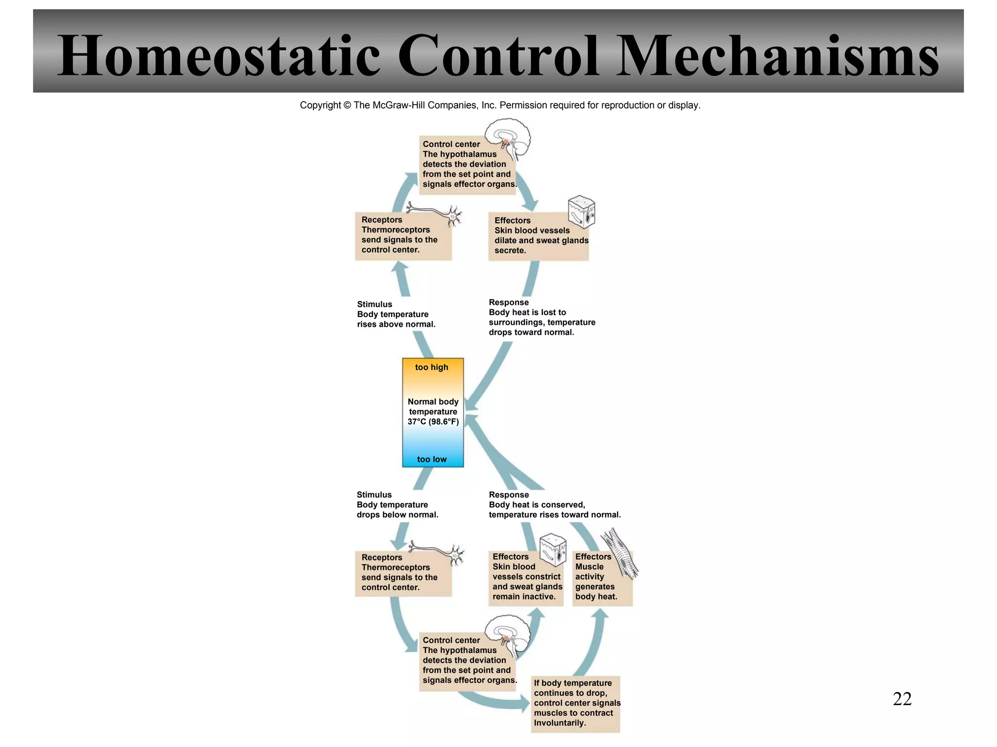 Chapter 1 Introduction to Human Anatomy and physiology | PPT