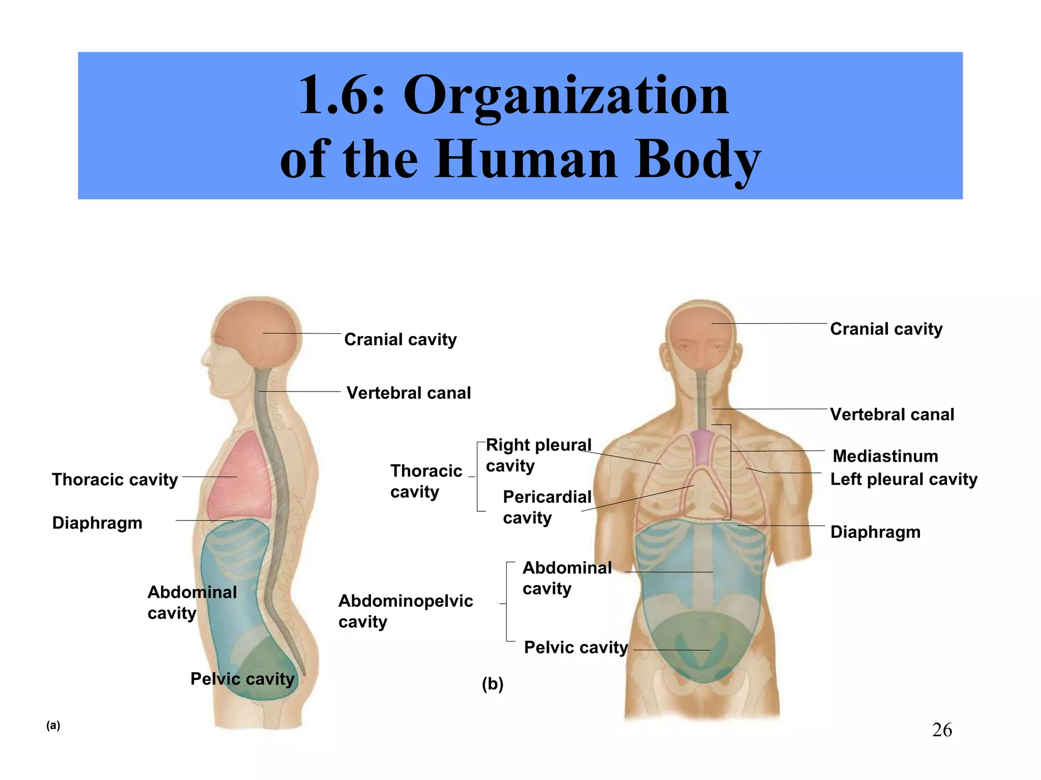 Chapter 1 Introduction to Human Anatomy and physiology | PPT