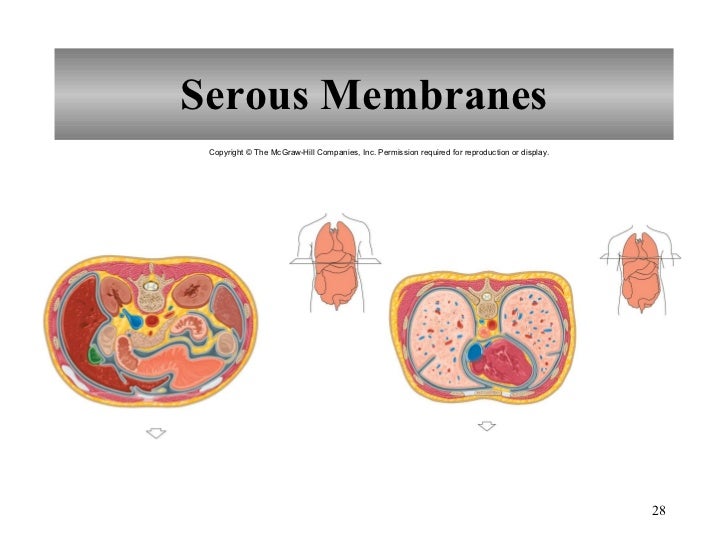 Chapter 1 Introduction to Human Anatomy and physiology