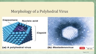 Chapter 1 introduction to virus | PPT