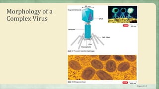 Chapter 1 introduction to virus | PPT