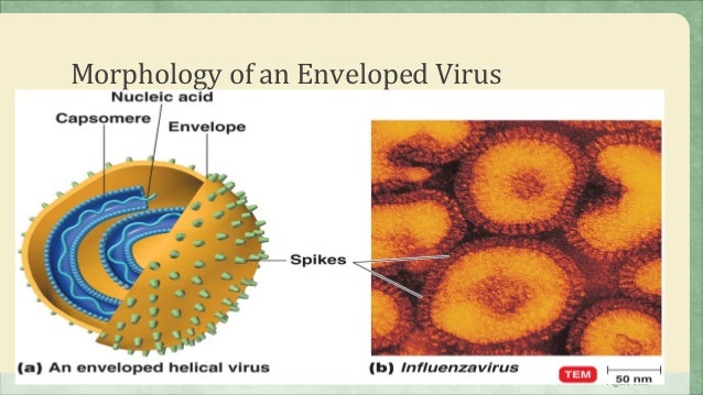 Chapter 1 introduction to virus