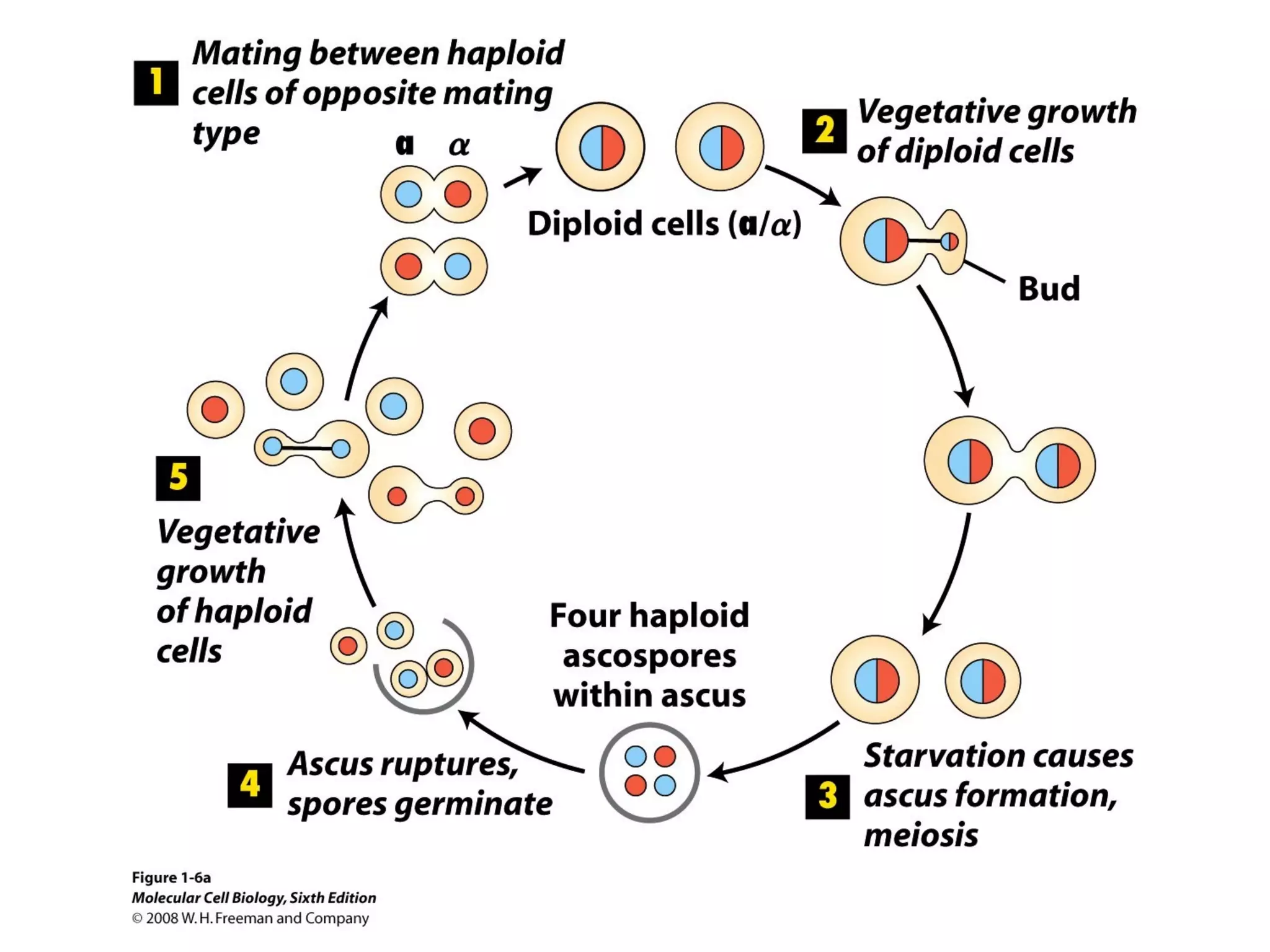 Chapter1 lifebeginswithcells-140105085605-phpapp01 | PPT