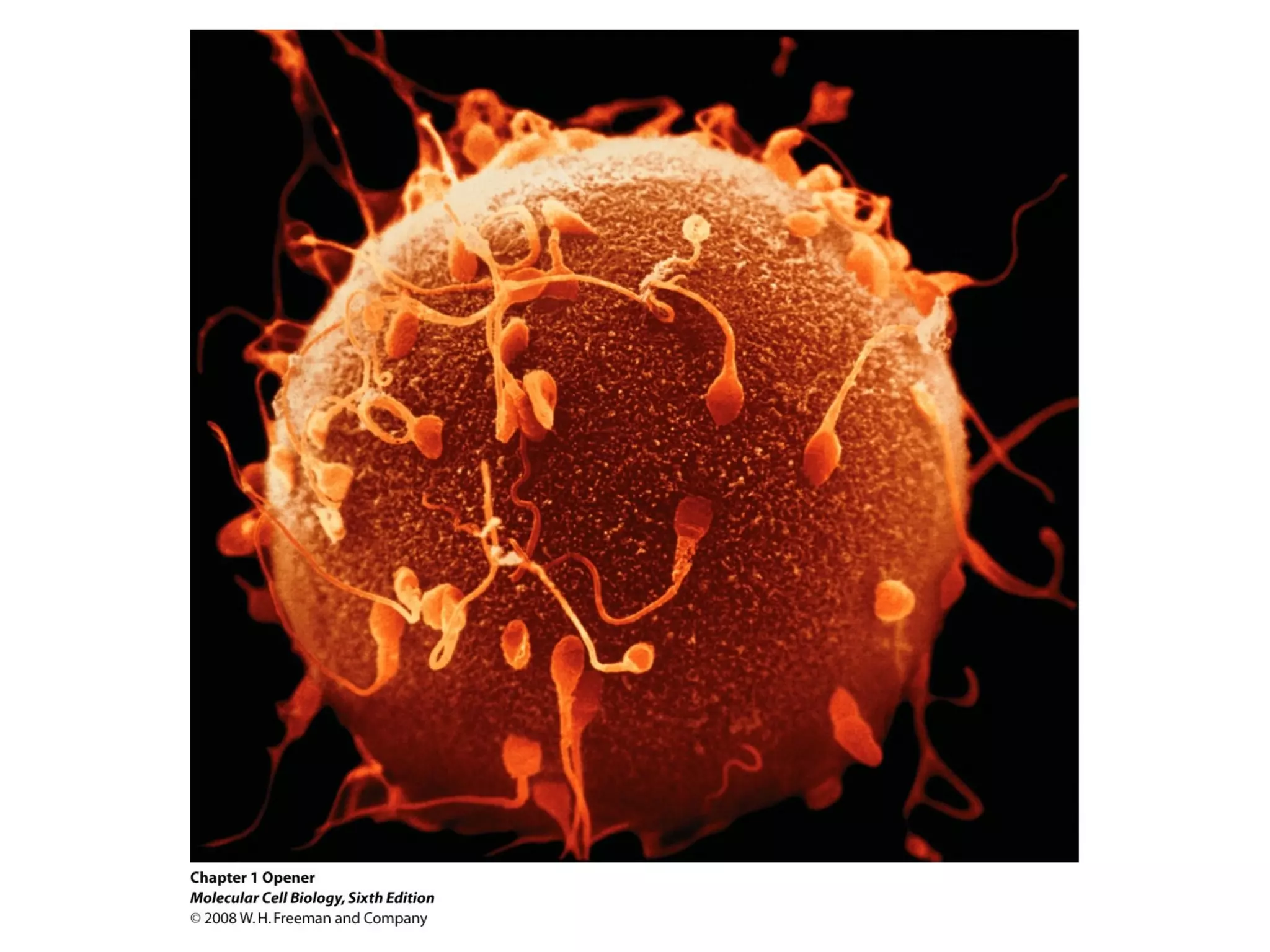 Molecular Cell Biology Lodish 6th.ppt - Chapter 1 life begins with ...