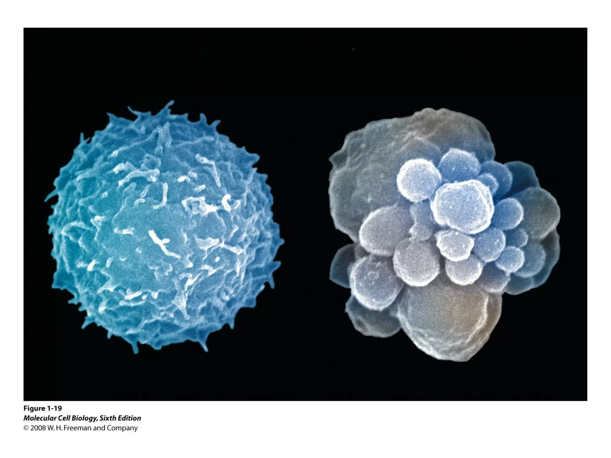 Molecular Cell Biology Lodish 6th.ppt - Chapter 1 life begins with ...