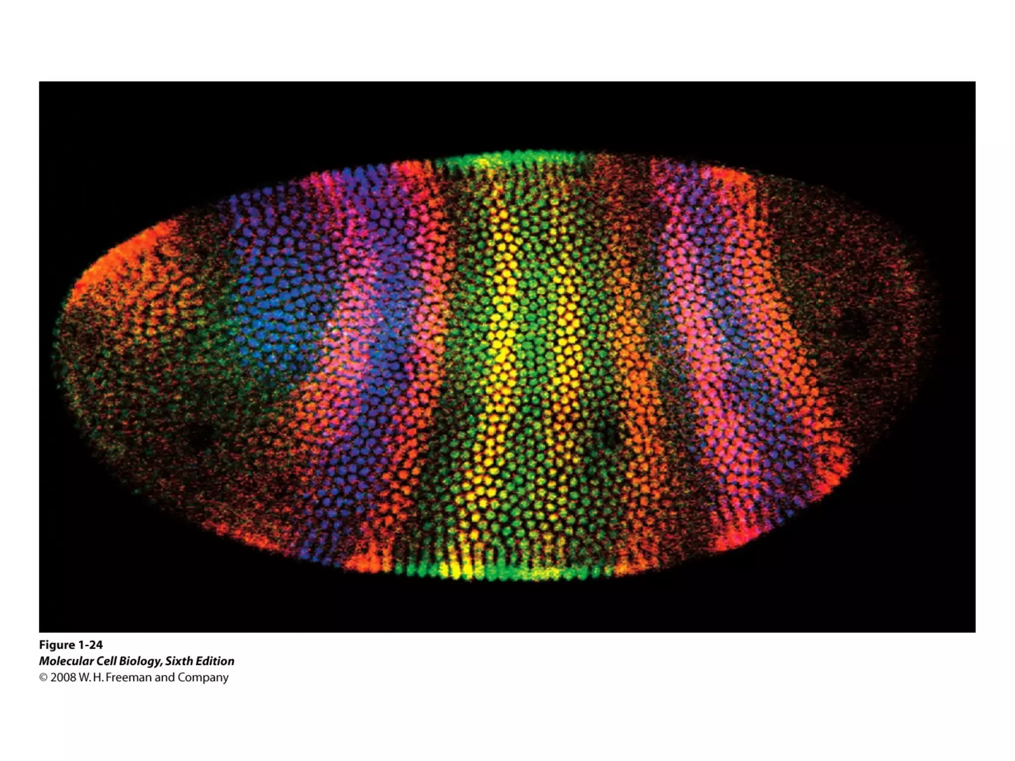 Molecular Cell Biology Lodish 6th.ppt - Chapter 1 life begins with ...