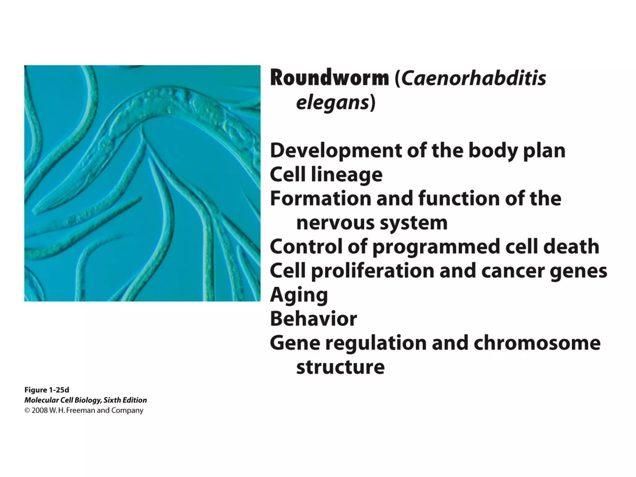 Molecular Cell Biology Lodish 6th.ppt - Chapter 1 life begins with ...