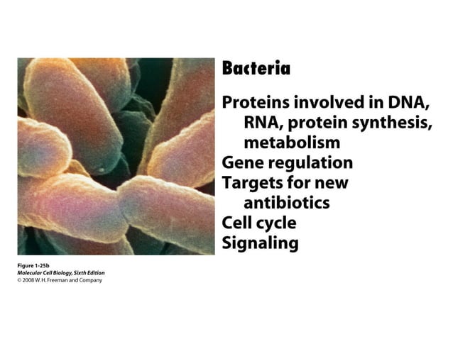 Molecular Cell Biology Lodish 6th.ppt - Chapter 1 life begins with ...