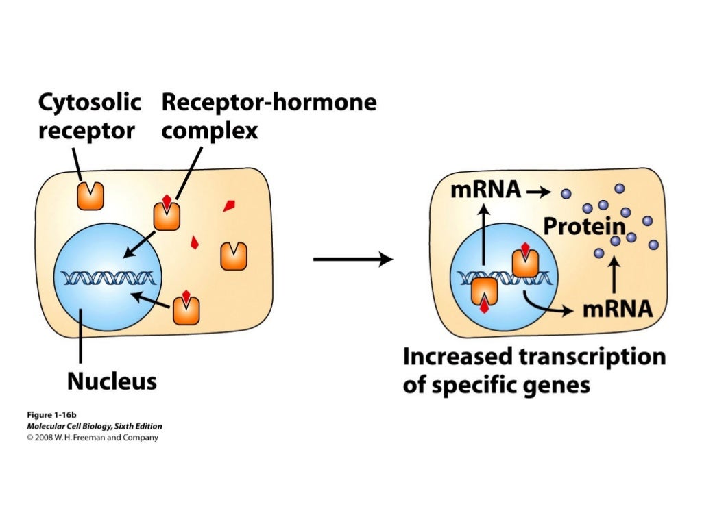 Molecular Cell Biology Lodish 6th.ppt - Chapter 1 life begins with