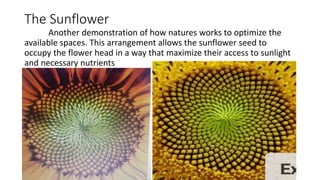 Chapter 1 - Nature of Mathematics.pptx