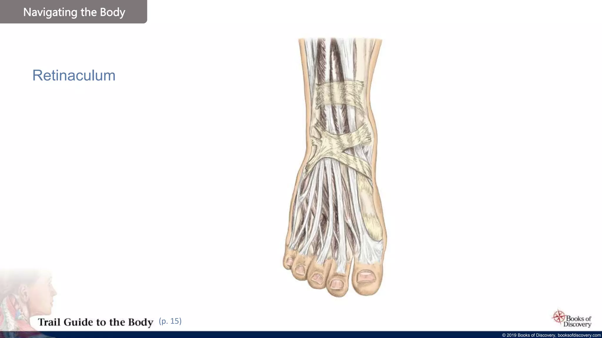 Chapter+1+-+Navigating+the+Body.pptx
