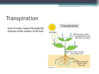Photosynthesis and Plant Growth.pptx
