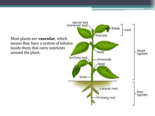 Photosynthesis and Plant Growth.pptx