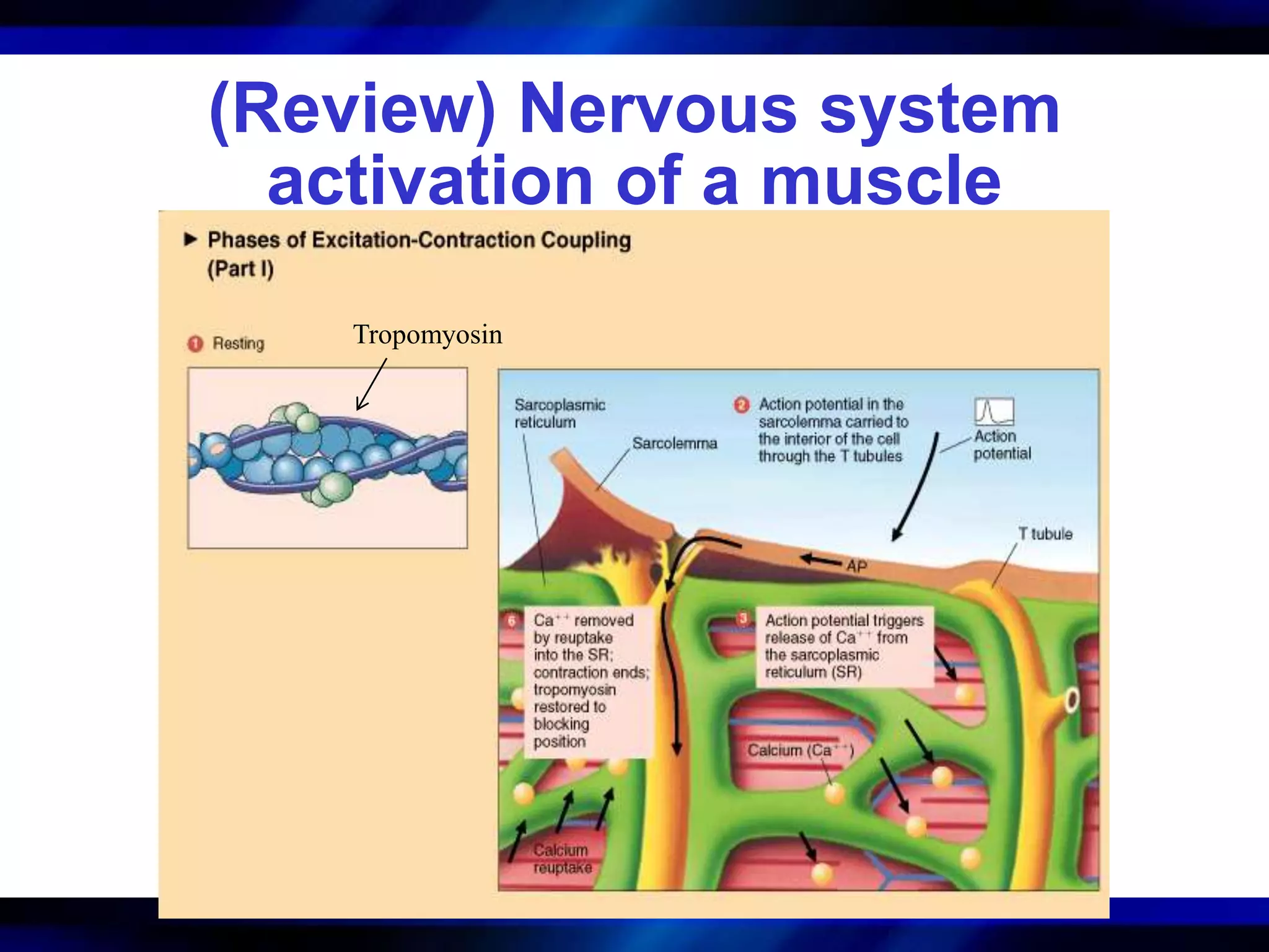 Chapter 1 structure and function of the muscular, neuromuscular ...