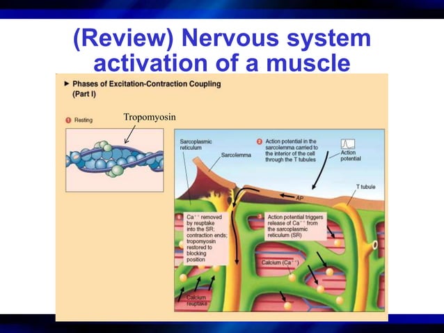 Chapter 1 structure and function of the muscular, neuromuscular ...