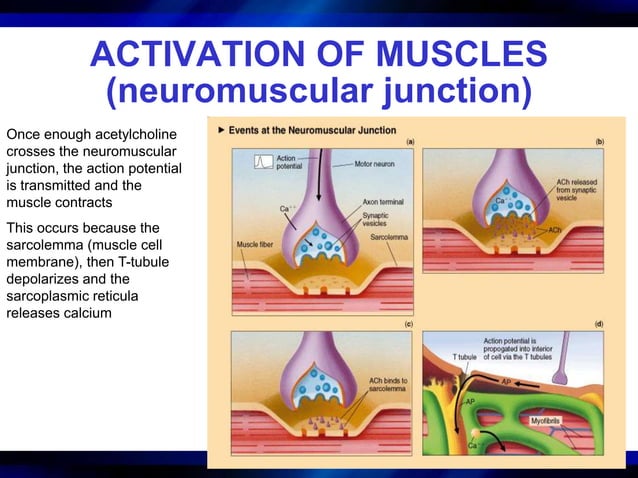 Chapter 1 structure and function of the muscular, neuromuscular ...