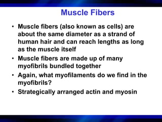 Chapter 1 structure and function of the muscular, neuromuscular ...
