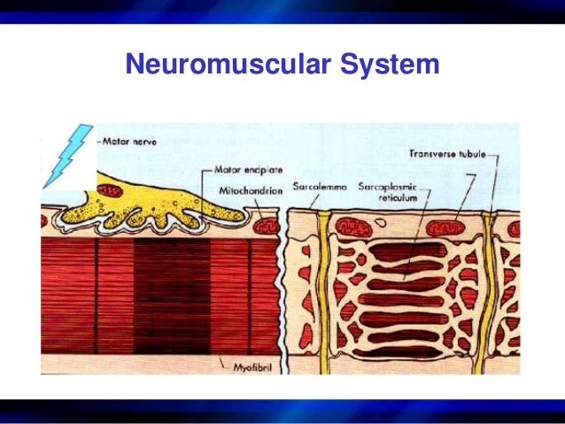 Chapter 1 structure and function of the muscular, neuromuscular, ca…