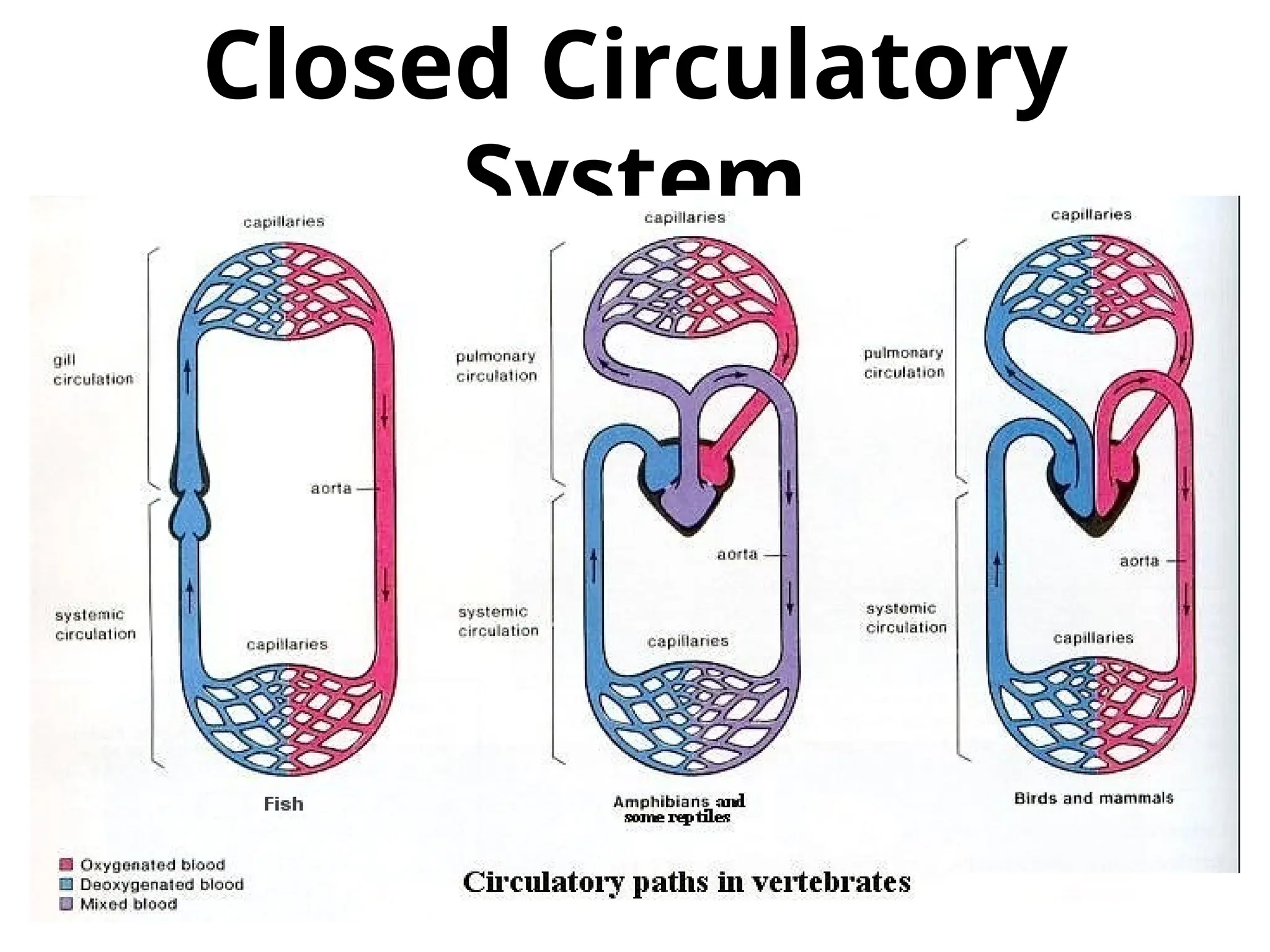 cHaPtEr 1 - FORM 5 BIO students notes.ppt