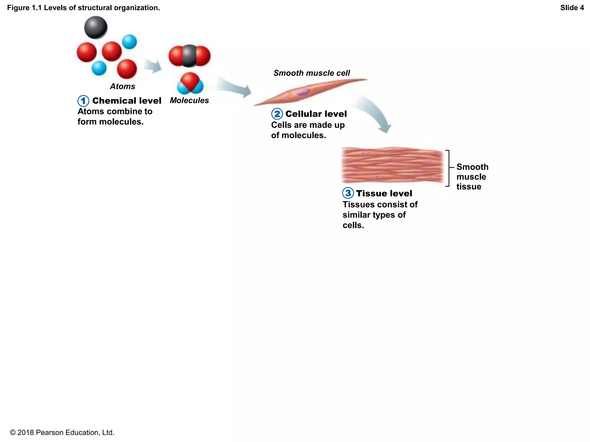 CHAPTER 1-THE HUMAN BODY-AN ORIENTATION.pptx
