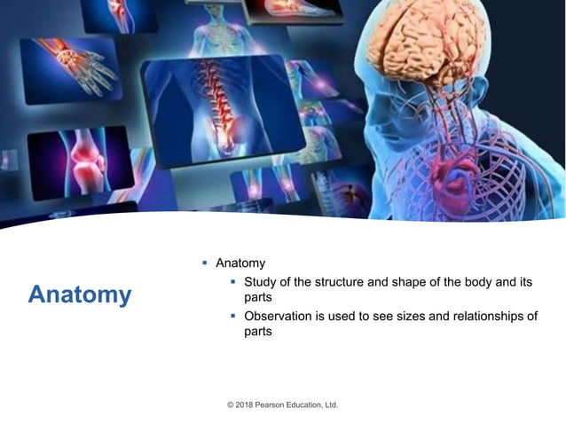 CHAPTER 1-THE HUMAN BODY-AN ORIENTATION.pptx