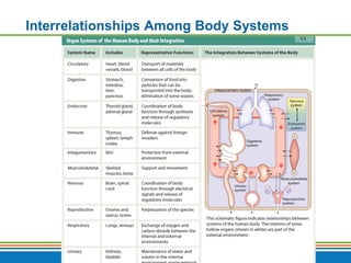 Chapter 1 - The Human Body An Orientation.pdf