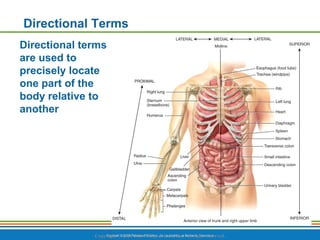 Chapter 1 - The Human Body An Orientation.pdf