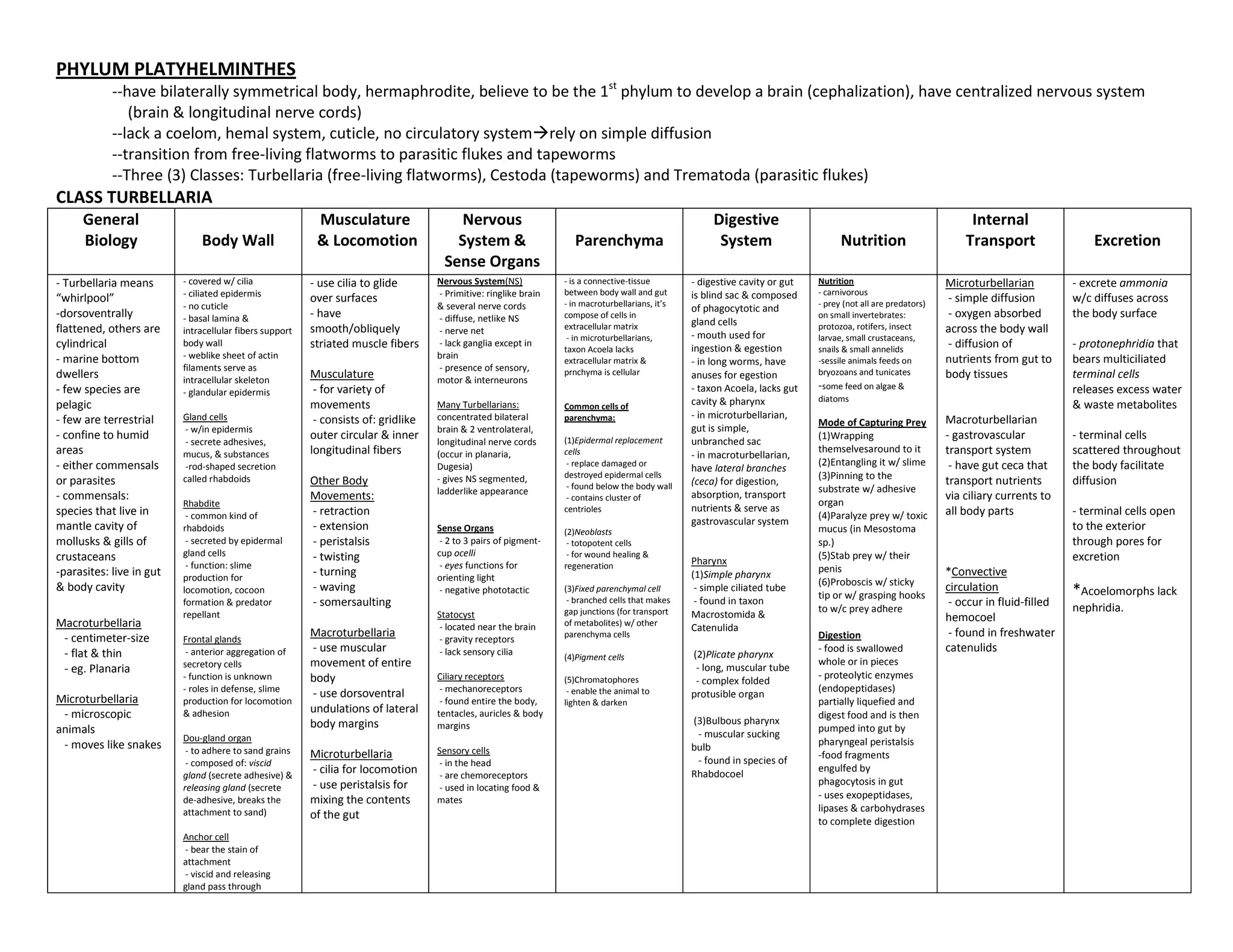 Chapter 10: Phylum Platyhelminthes | DOCX