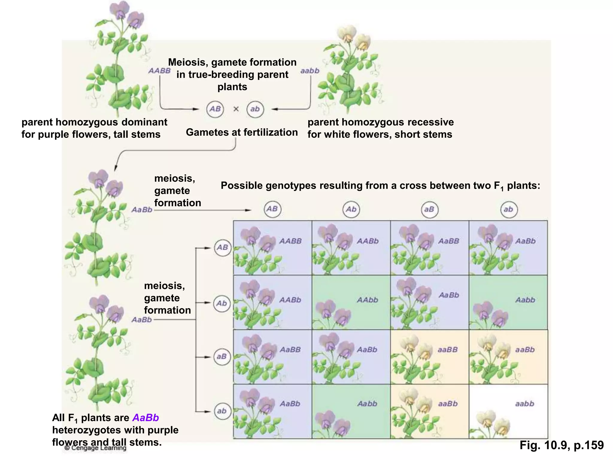 mendelian genetics.ppt