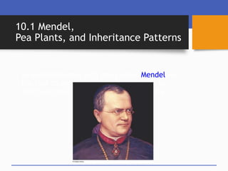 mendelian genetics.ppt