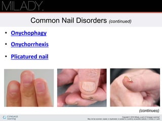 Nail disorders and diseases; Basic Introducion | PPTX