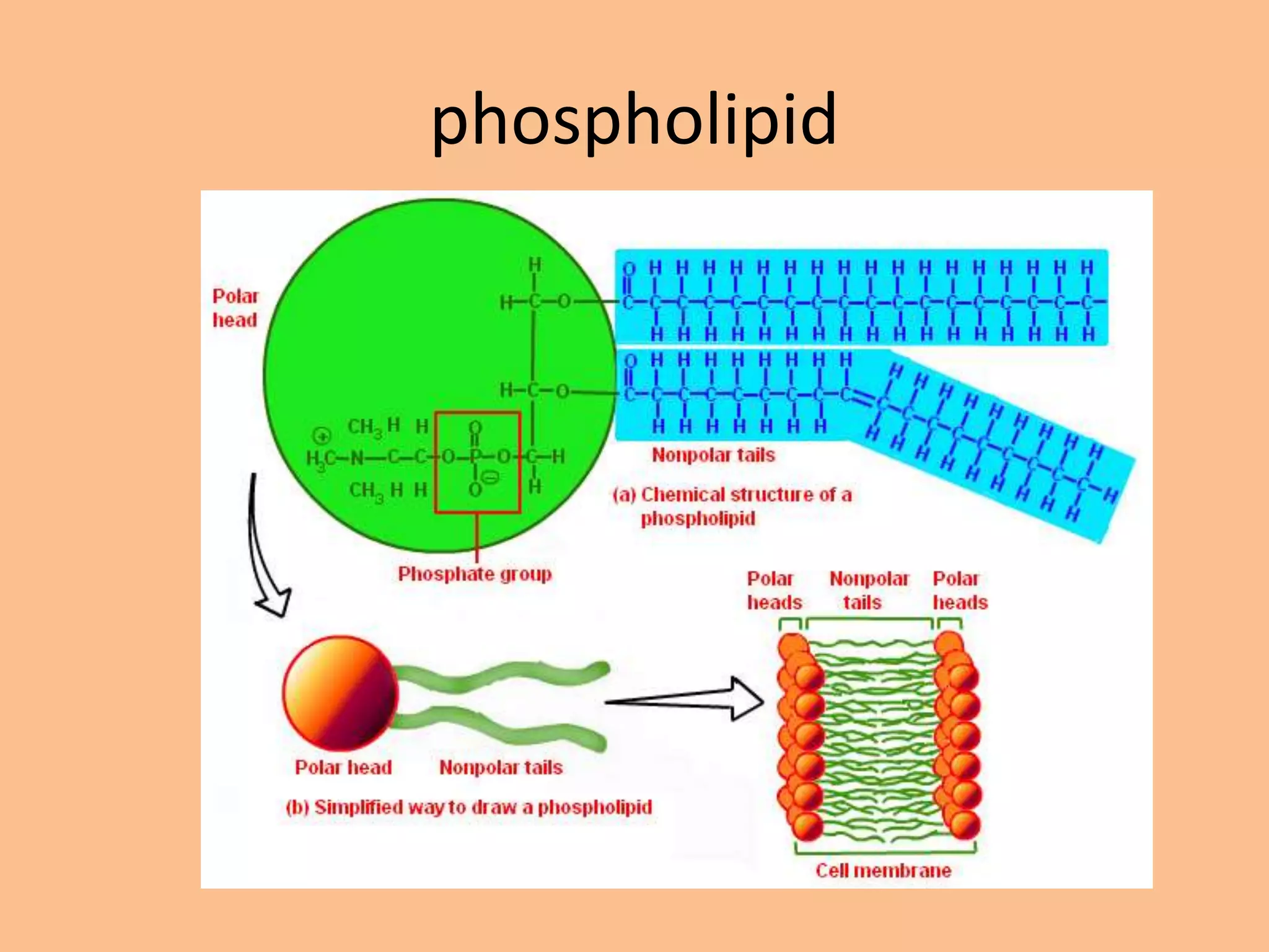 Chapter 10 lipids | PPT